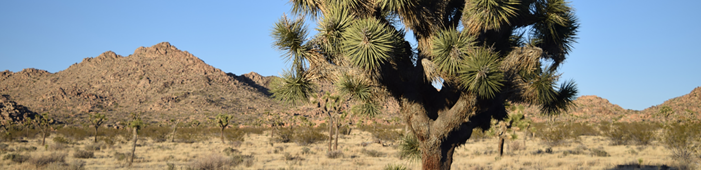 Joshua trees are now protected by the State of California as a ...